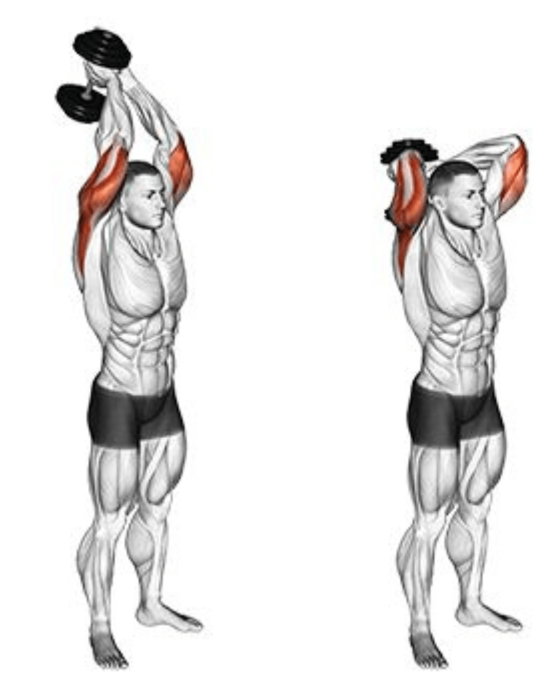 30 Best Tricep Workouts For Men and How to Do It - Men's Dream Lifestyle